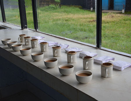 Exploring the Art of Tea Tasting: How to Develop Your Palate – Octavius